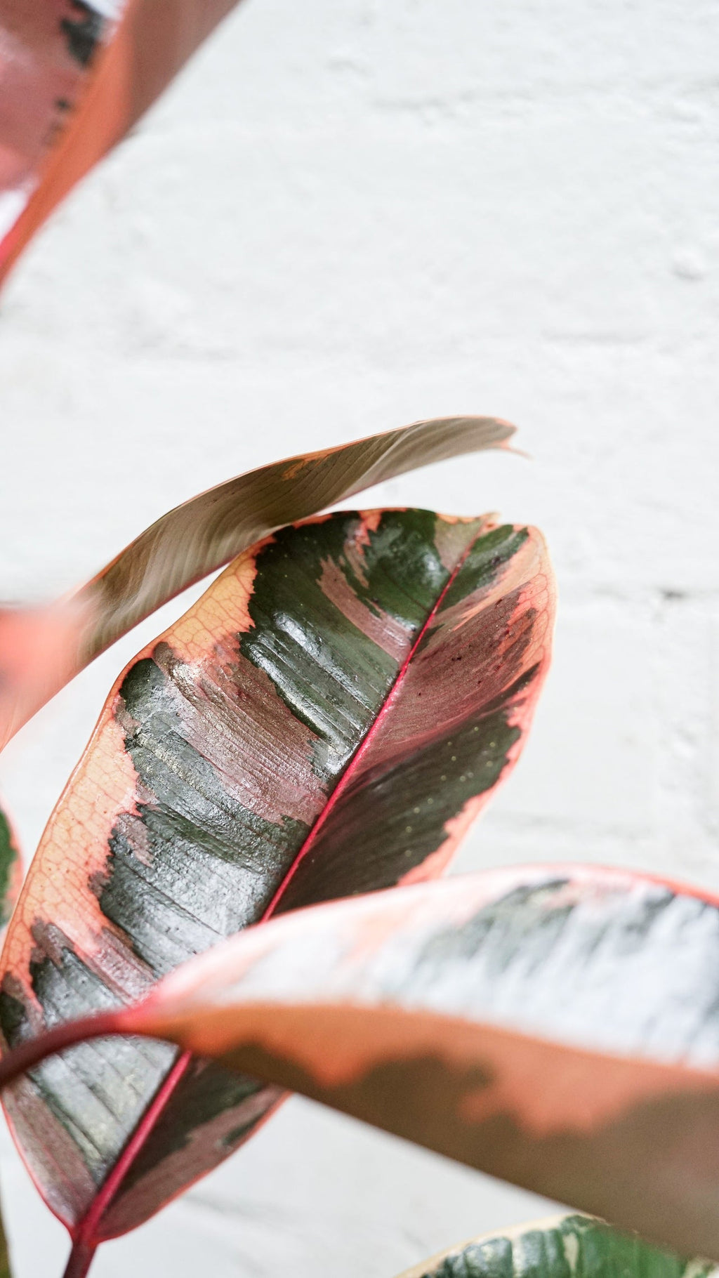 Rubber Plant Ruby – Indoor Plant Shed